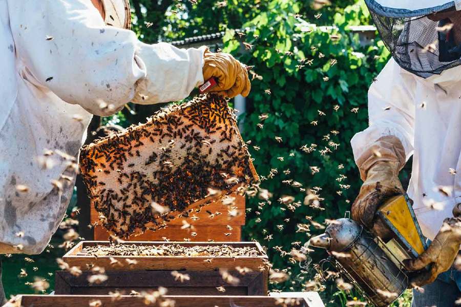 Basics of beekeeping: a guide | RACV