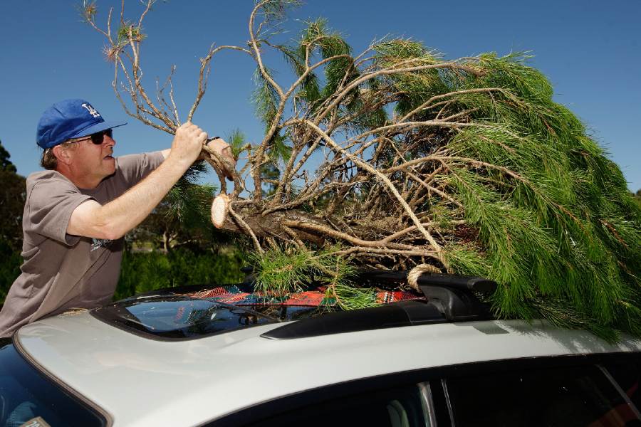 How to safely carry a Christmas tree on your car | RACV