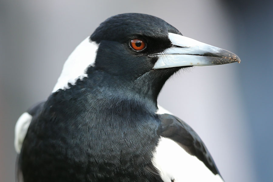 What to do during magpie swooping season in Victoria | RACV
