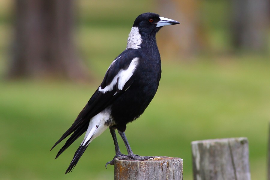 Magpie swooping season Victoria: safety tips | RACV
