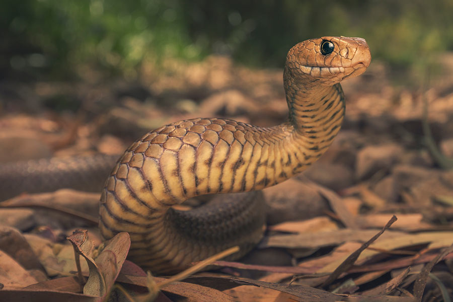 Snake safety in Victoria: How to deter snakes at home | RACV