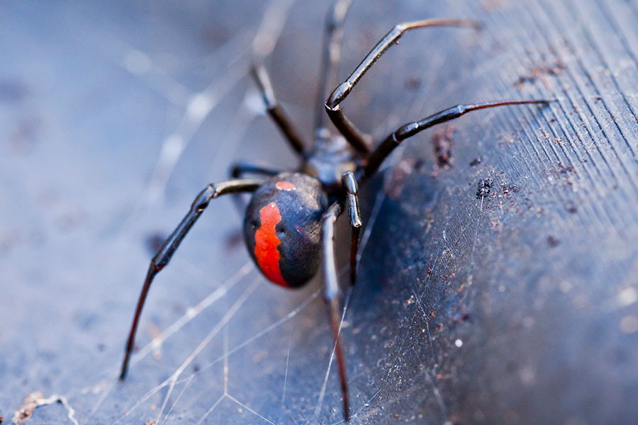 How to get rid of spiders in your car and keep them out | RACV