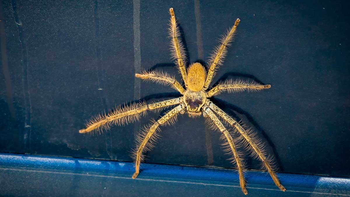 What to do if you find a spider in your car | RACV