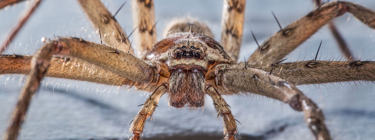 What to do if you find a spider in your car | RACV